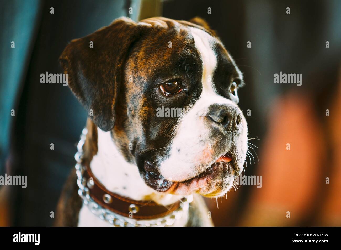 Boxer dog face close up hi-res stock photography and images - Alamy