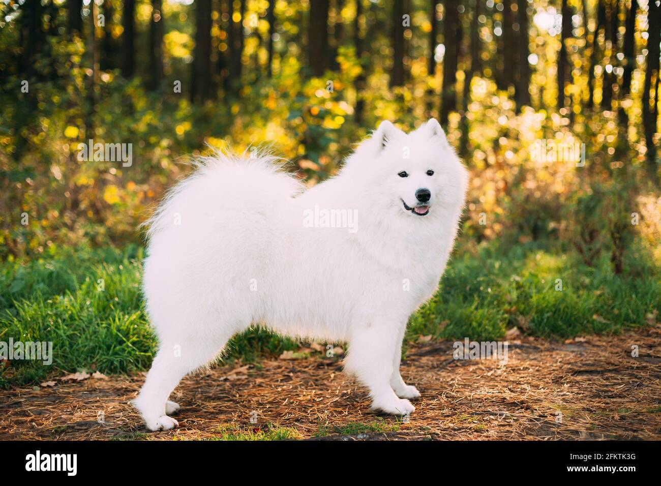 Samoyed Size