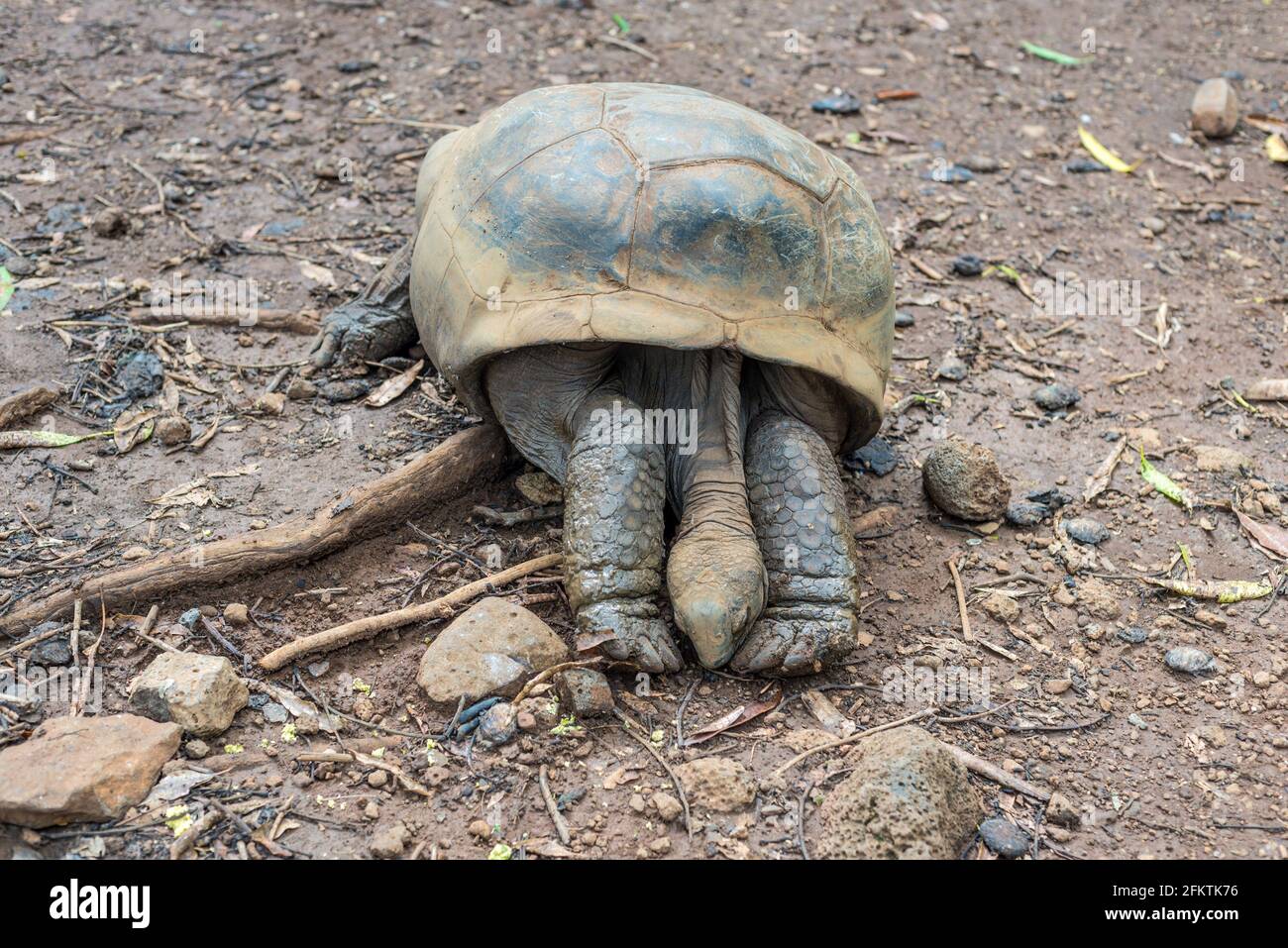 Turtle island park hi-res stock photography and images - Alamy
