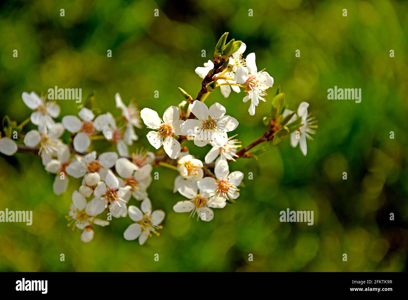 Mirabelle prune prunus domestica hi-res stock photography and images ...