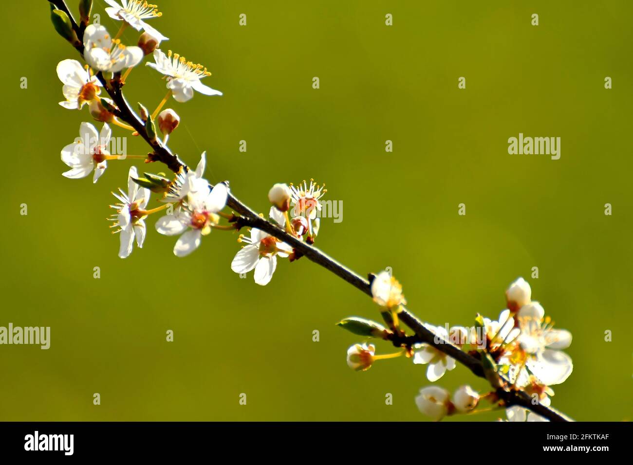 Mirabelle flower hi-res stock photography and images - Alamy