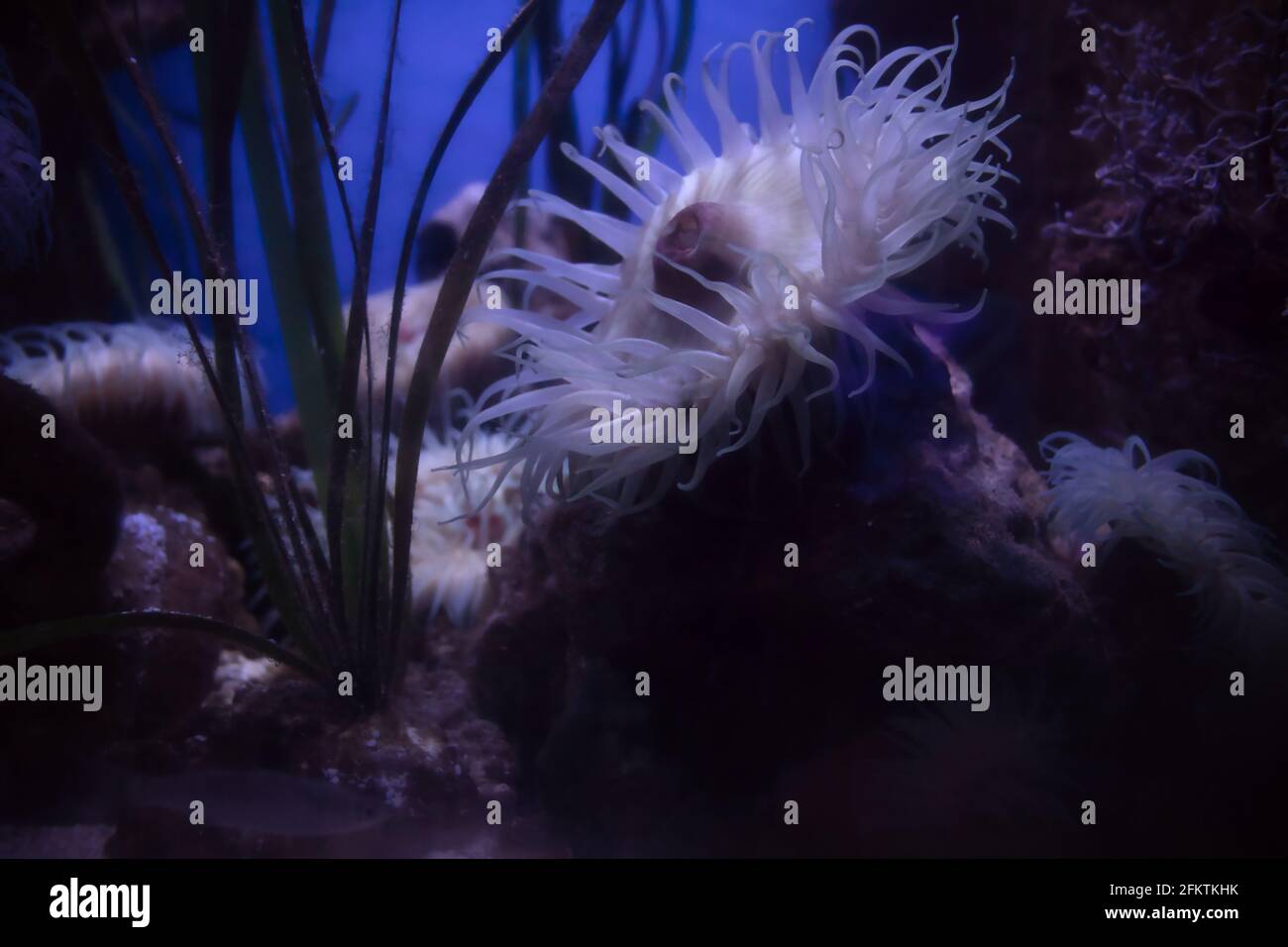 Sea anemone, predatory animal named after a flowering plant at the ...