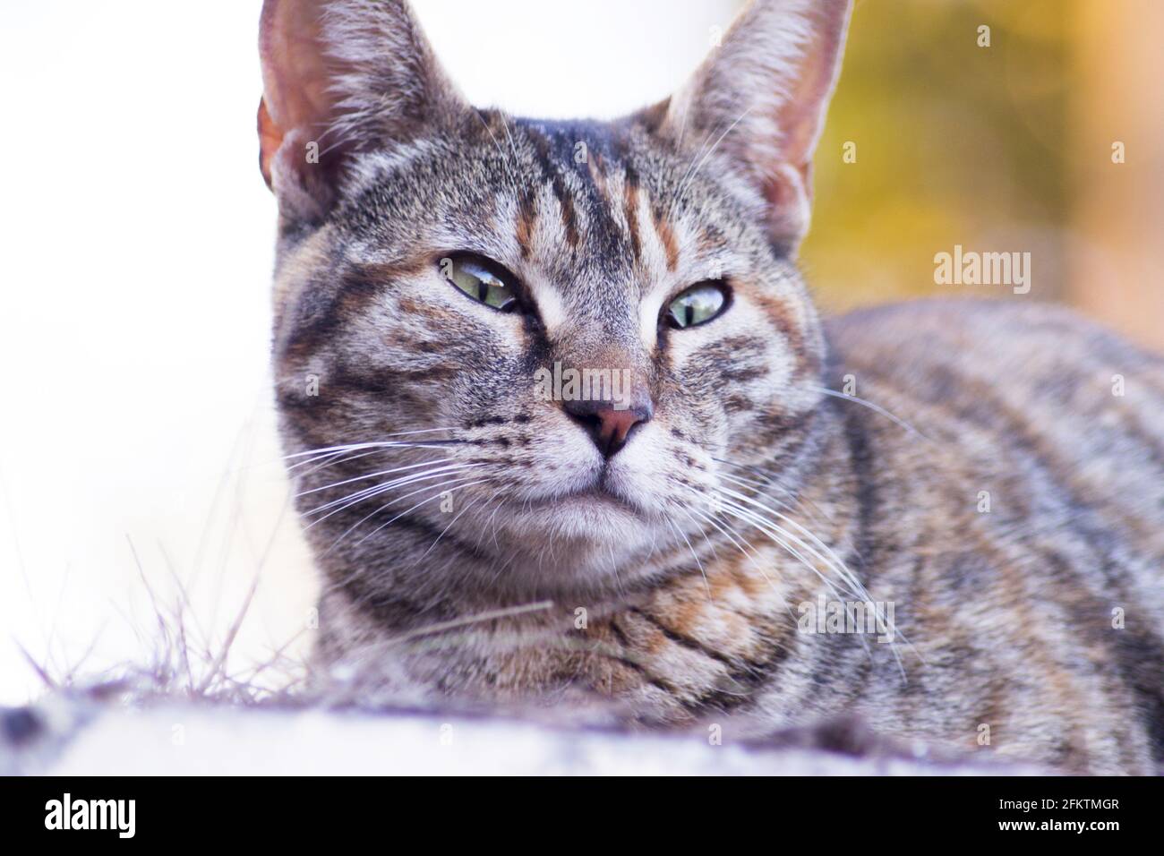 Squint lie hi-res stock photography and images - Alamy