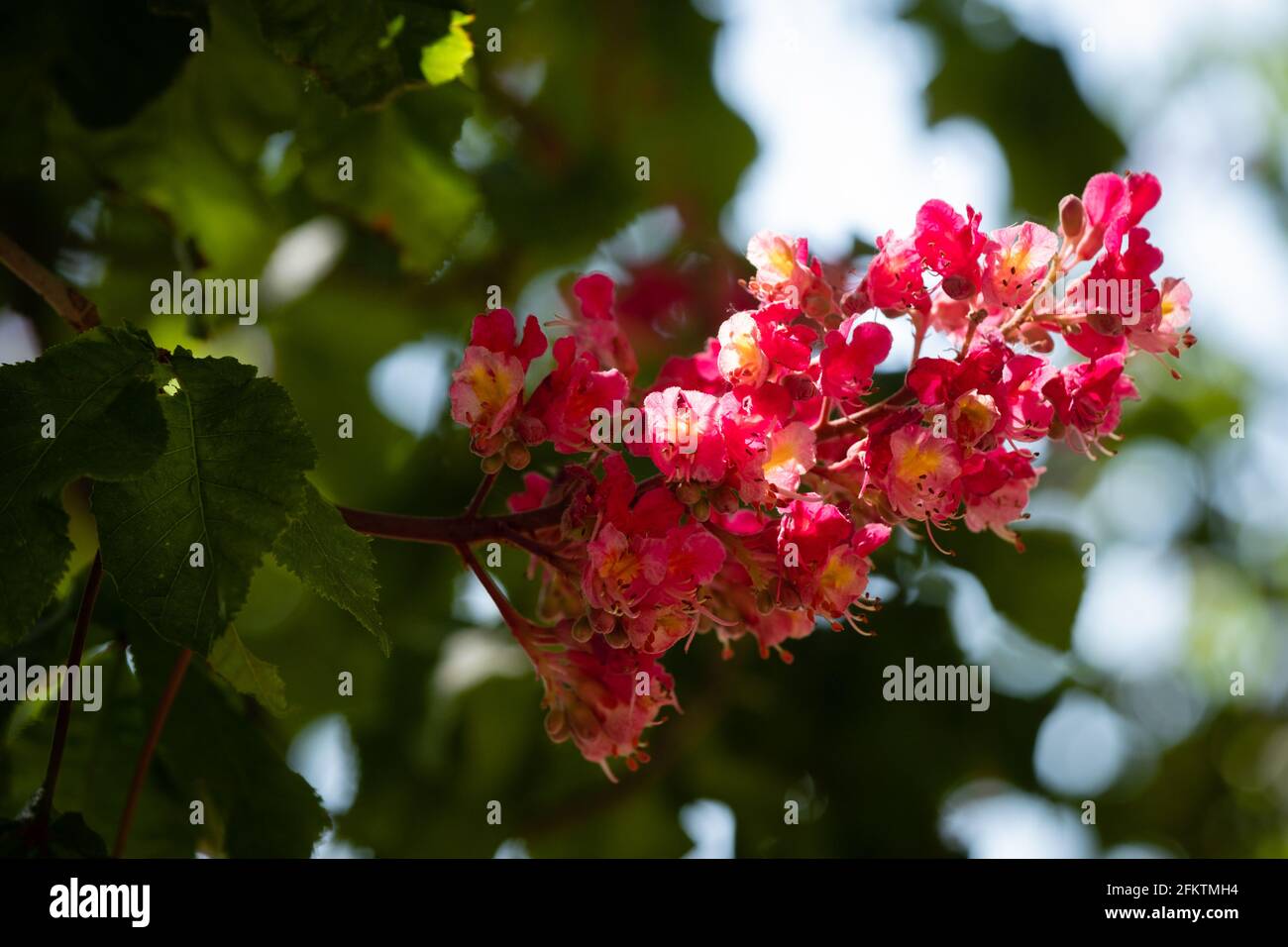 Pink chestnut tree hi-res stock photography and images - Alamy