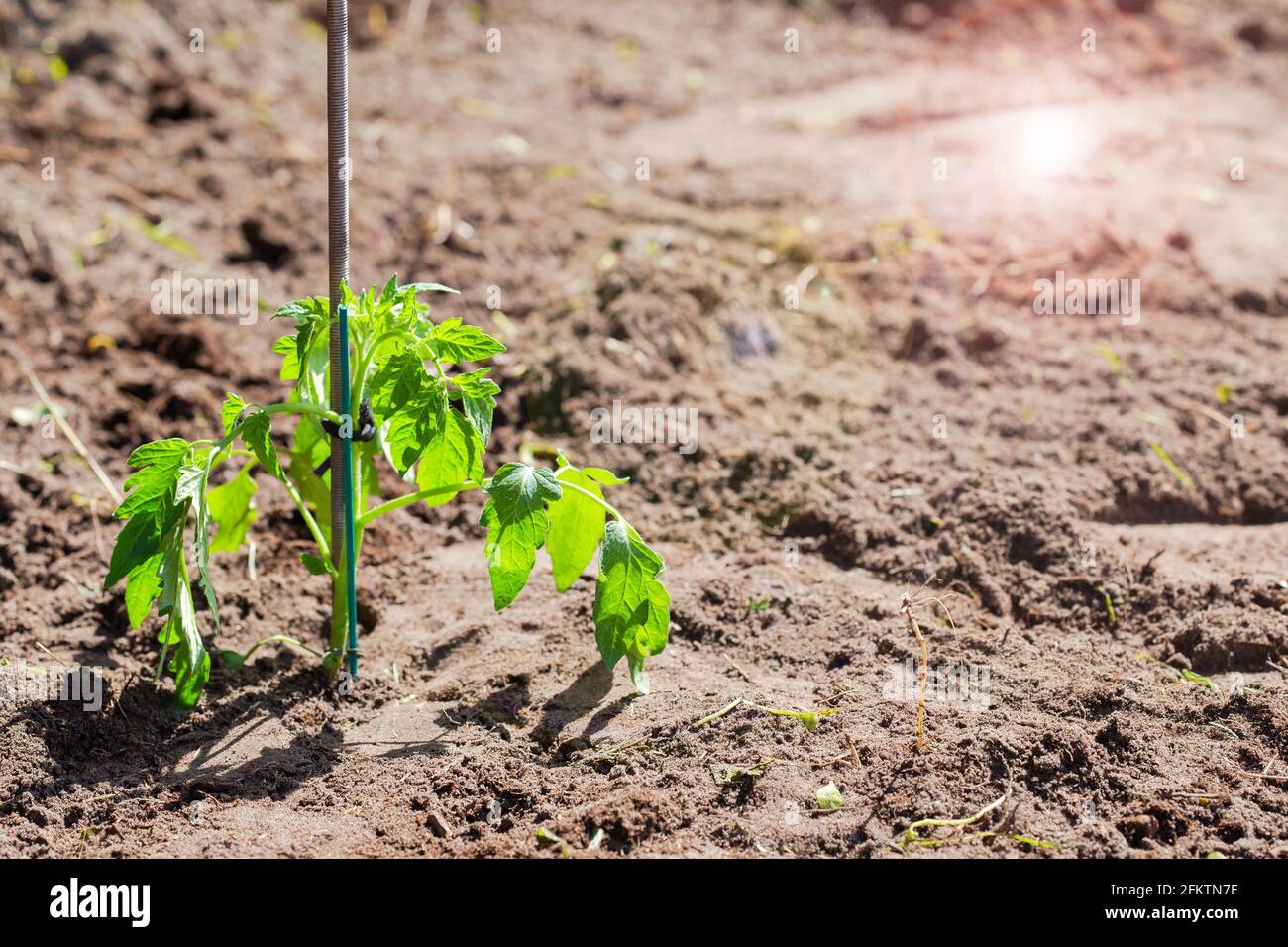 Baby tree hi-res stock photography and images - Alamy