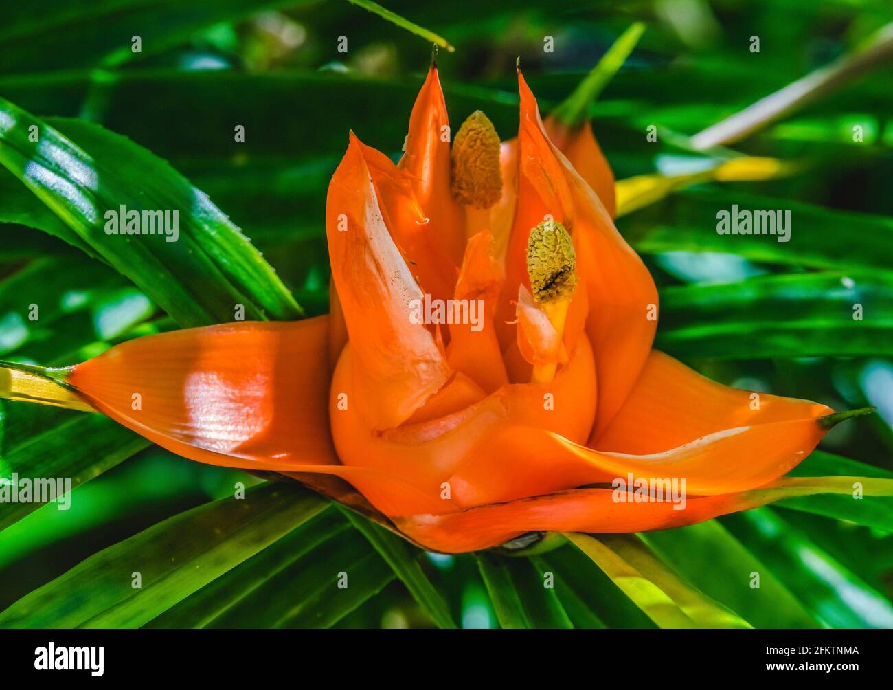 Green fruit of pandanus hi-res stock photography and images - Alamy