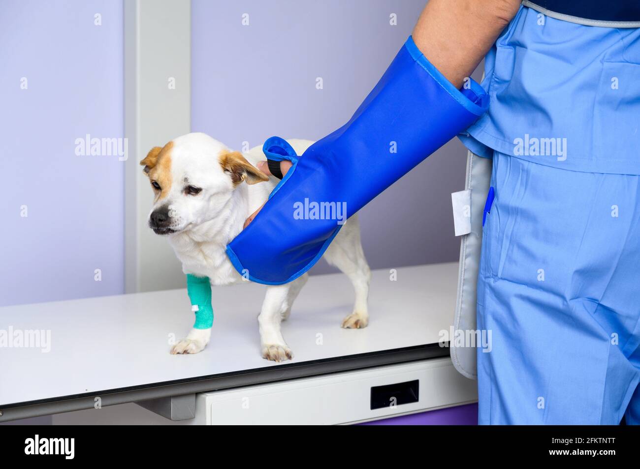 Doctor dog hi-res stock photography and images - Alamy