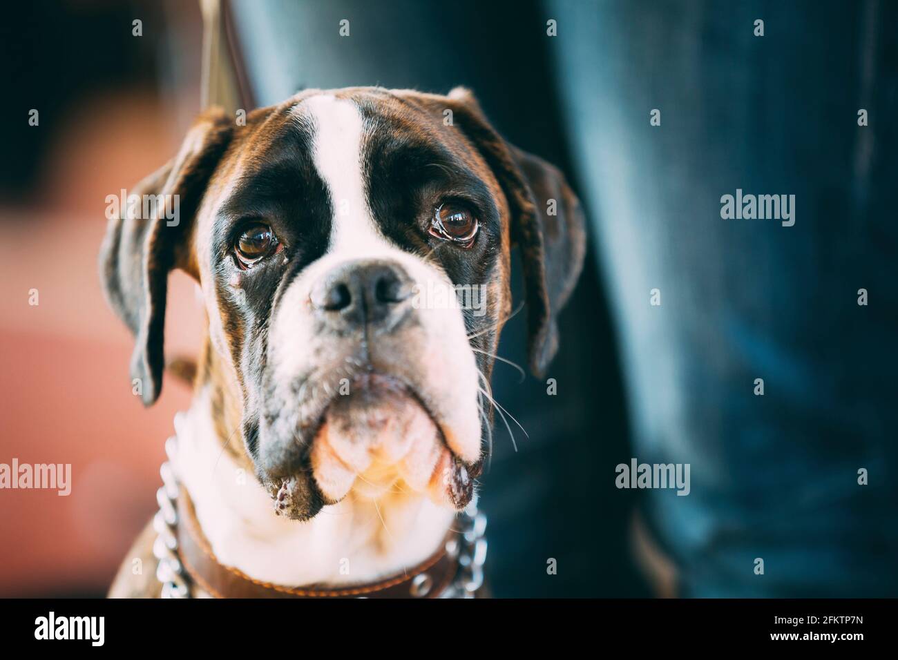 Boxer dog face close up hi-res stock photography and images - Alamy