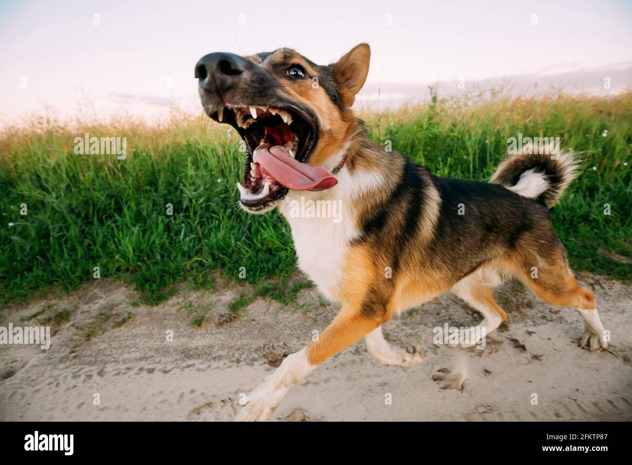 Scary dog image hi-res stock photography and images - Alamy