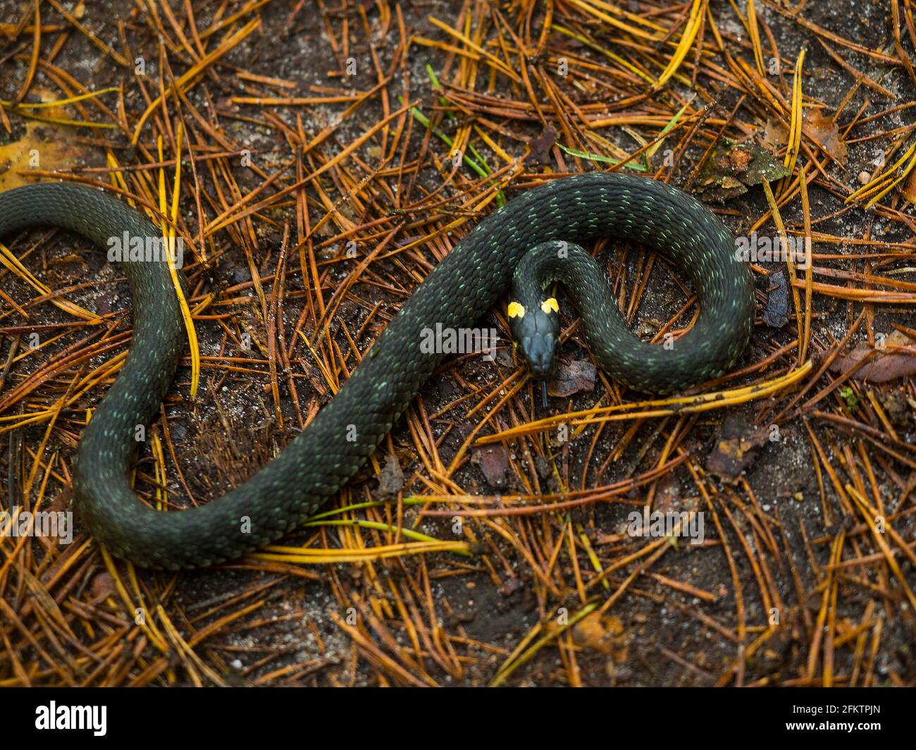 Grass snake image hi-res stock photography and images - Alamy