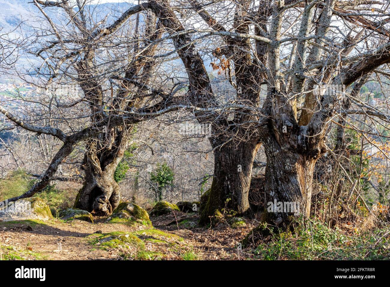 Spanish chestnuts tree hi-res stock photography and images - Alamy