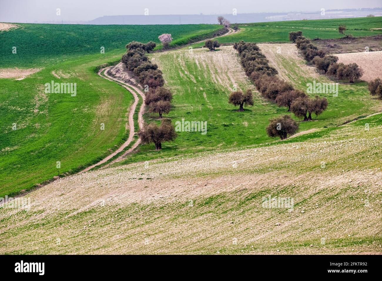 Pathway, green fields and olive trees in Pinto. Madrid. Spain. Europe ...