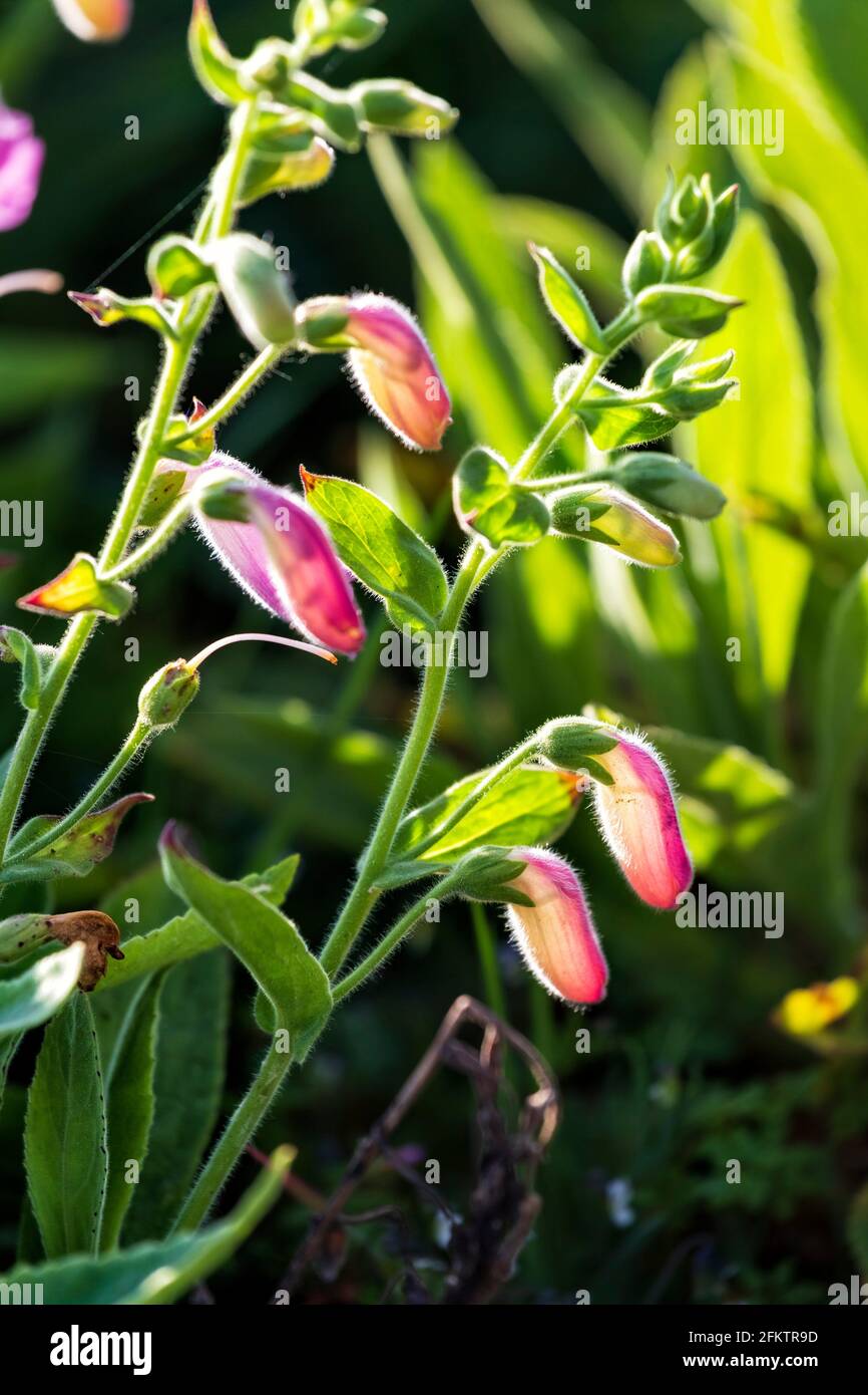 Digitalis thapsi hi-res stock photography and images - Alamy
