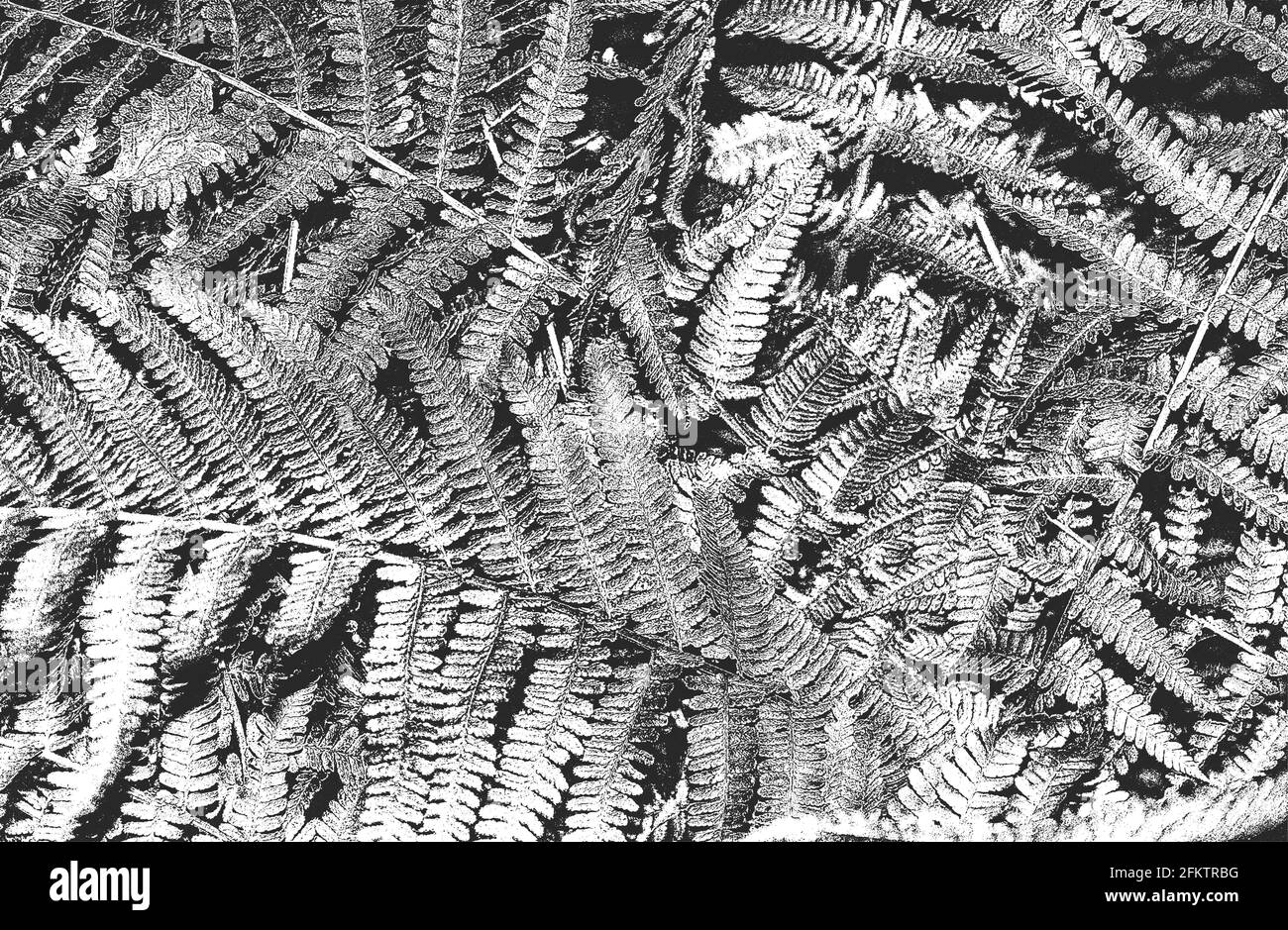 Distressed overlay fern leaf closeup texture with streaks. grunge black ...