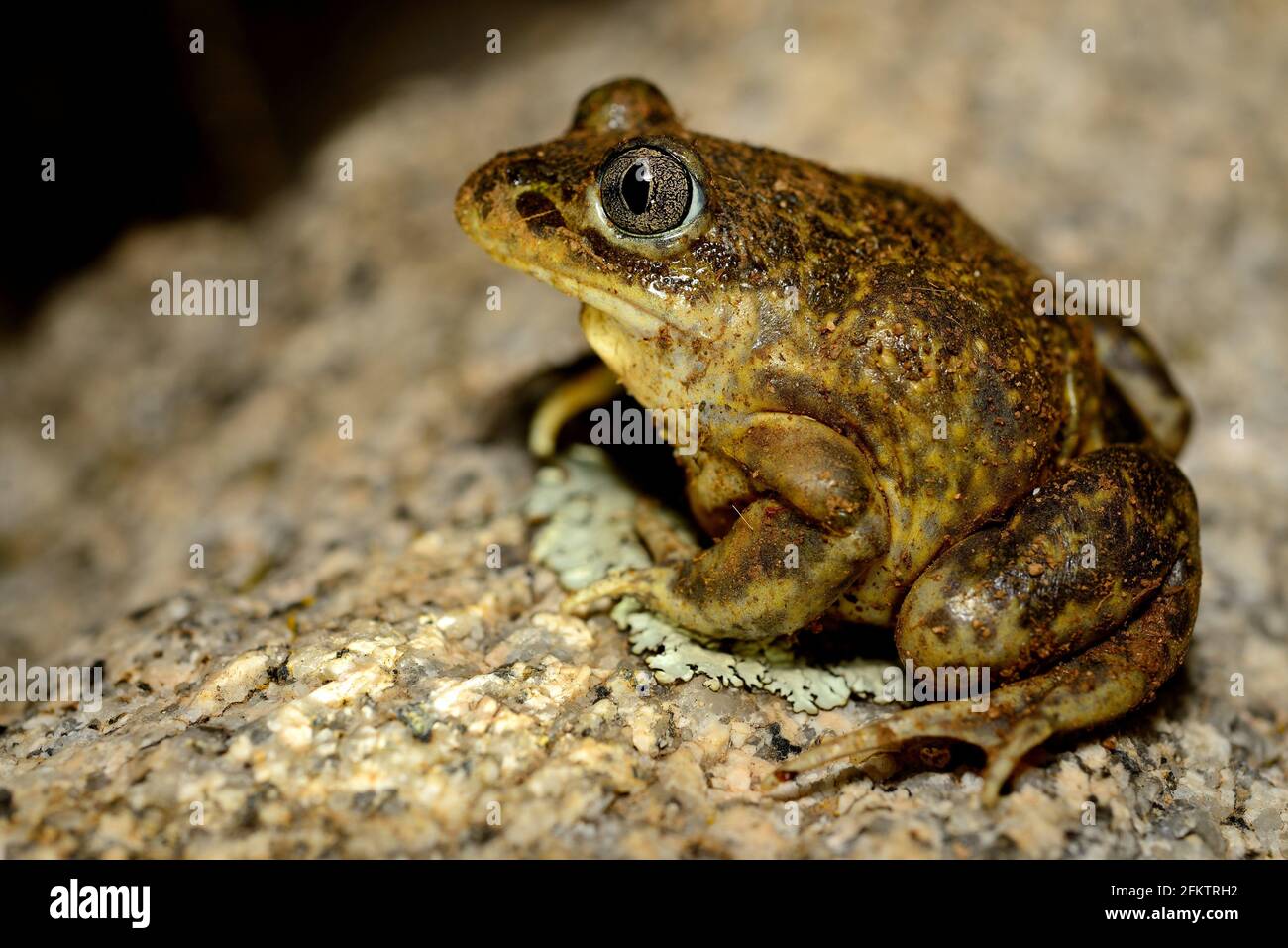 Iberian spadefoot toad (Pelobates cultripes) in Bustarviejo, Madrid ...