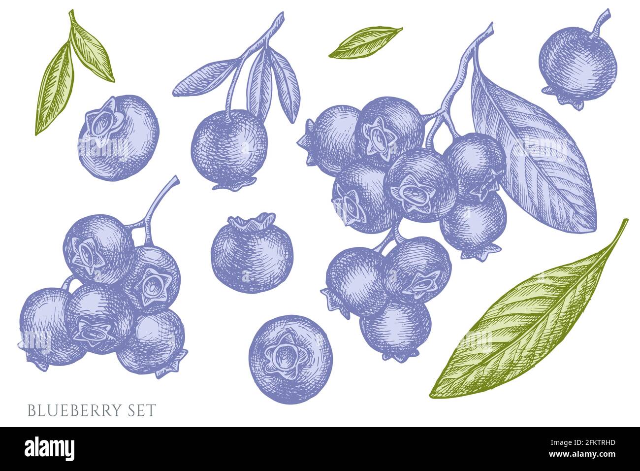 Vector set of hand drawn pastel blueberry Stock Vector Image & Art - Alamy