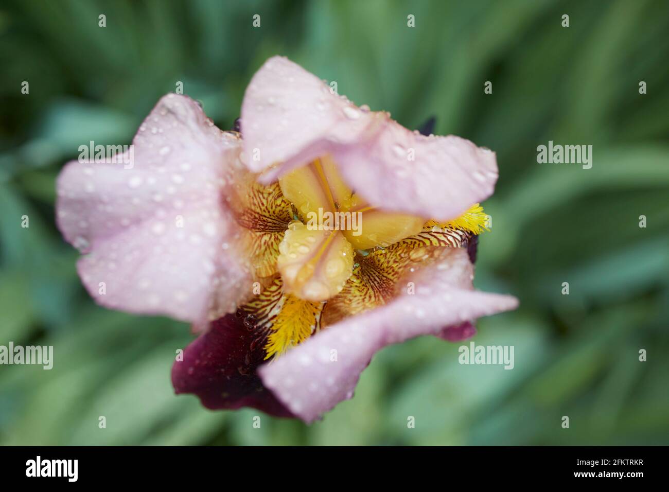 Pink and purple hi-res stock photography and images - Alamy