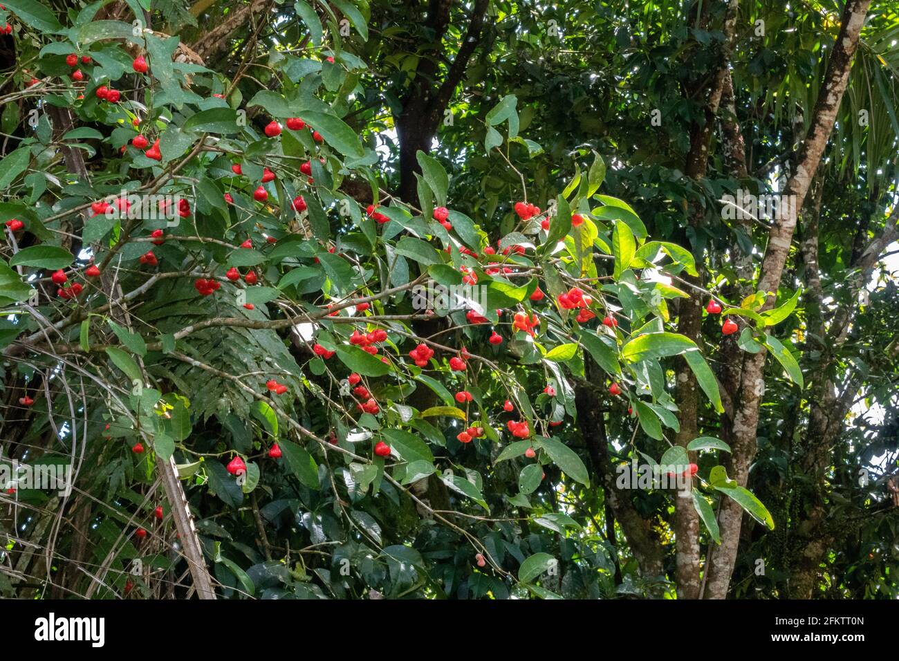 Jambu In The Tropical Rainforest