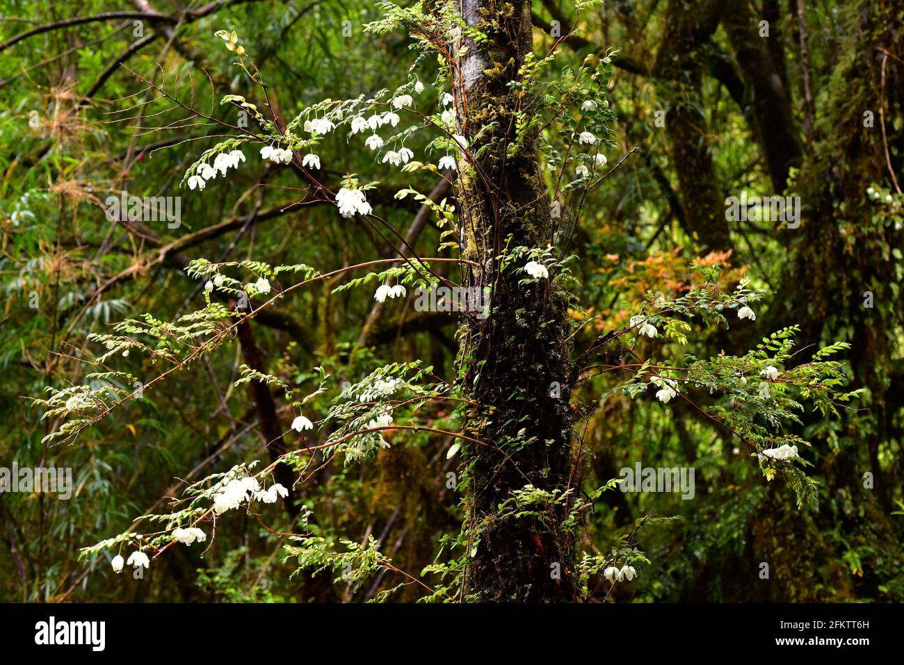 Polyphylla High Resolution Stock Photography and Images - Alamy