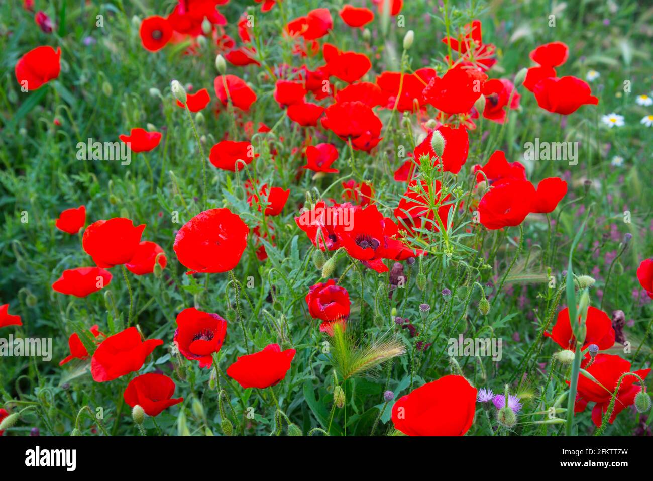 Poppy red fondo hi-res stock photography and images - Alamy