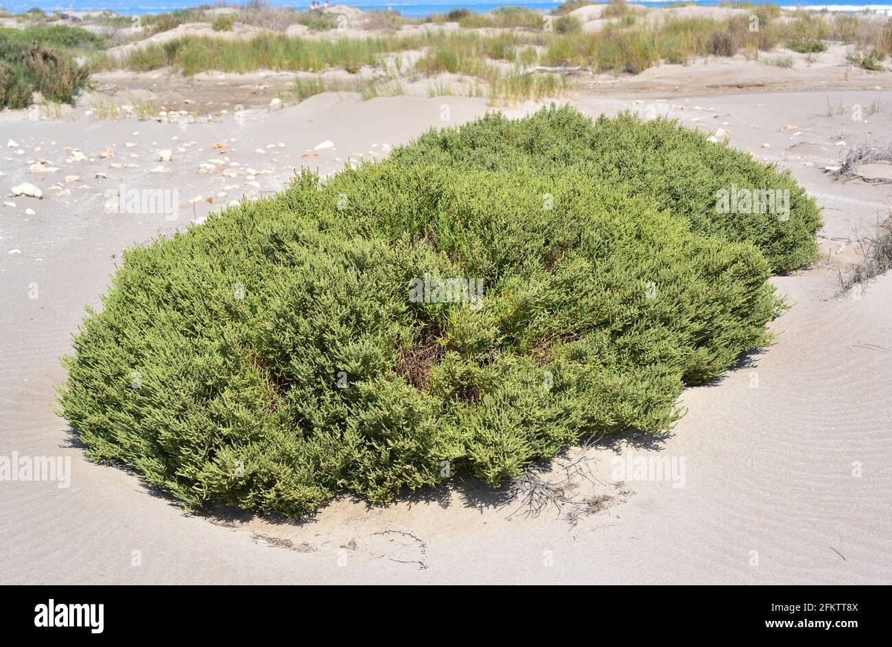 Plant of salicornia High Resolution Stock Photography and Images - Alamy