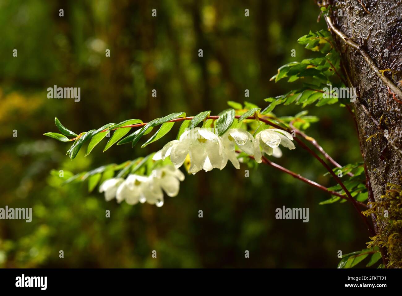 Polyphylla hi-res stock photography and images - Alamy