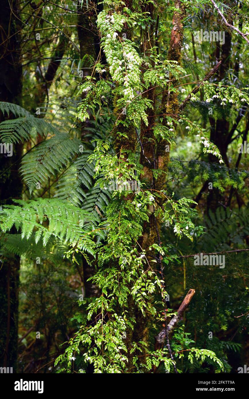 Polyphylla High Resolution Stock Photography and Images - Alamy