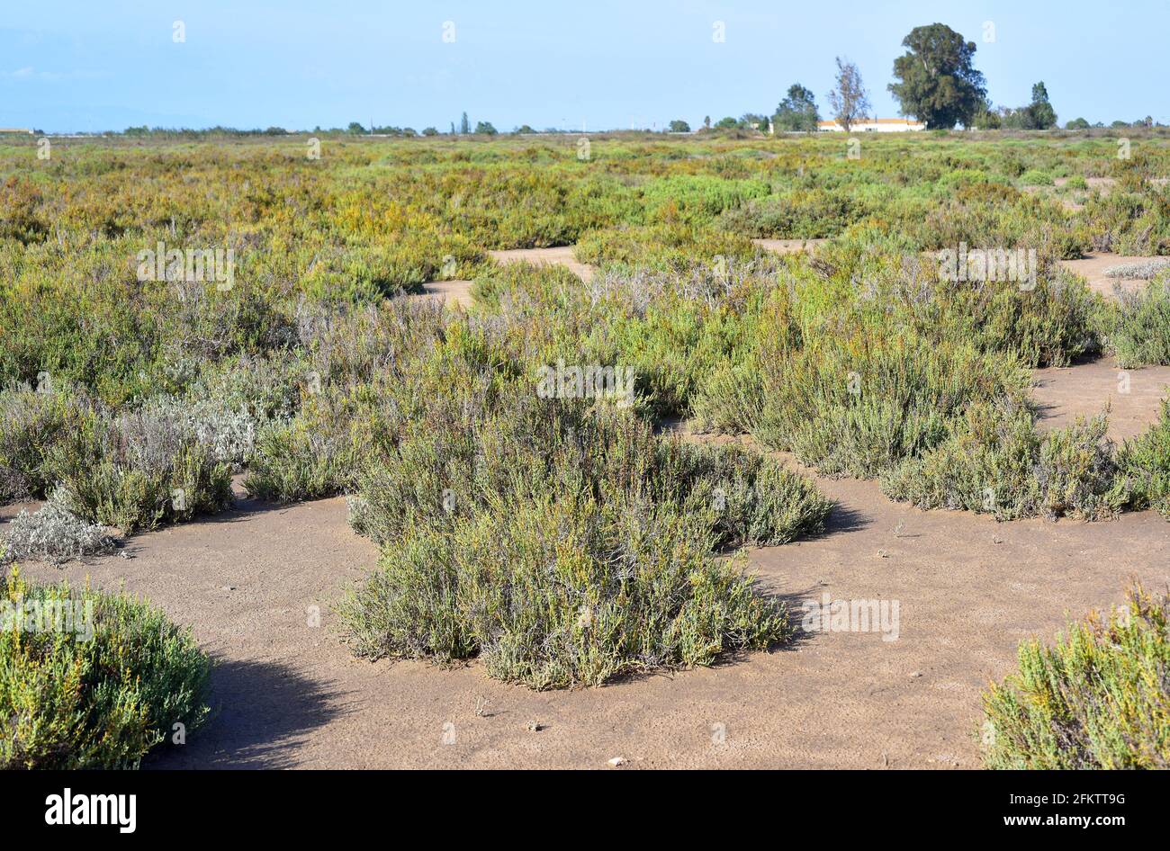 Plant of salicornia hi-res stock photography and images - Alamy