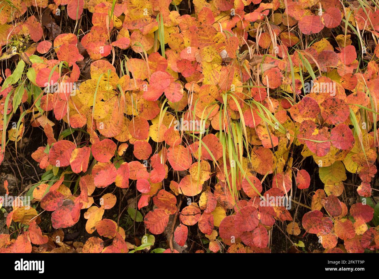 Cotinus coggygria autumn hi-res stock photography and images - Alamy