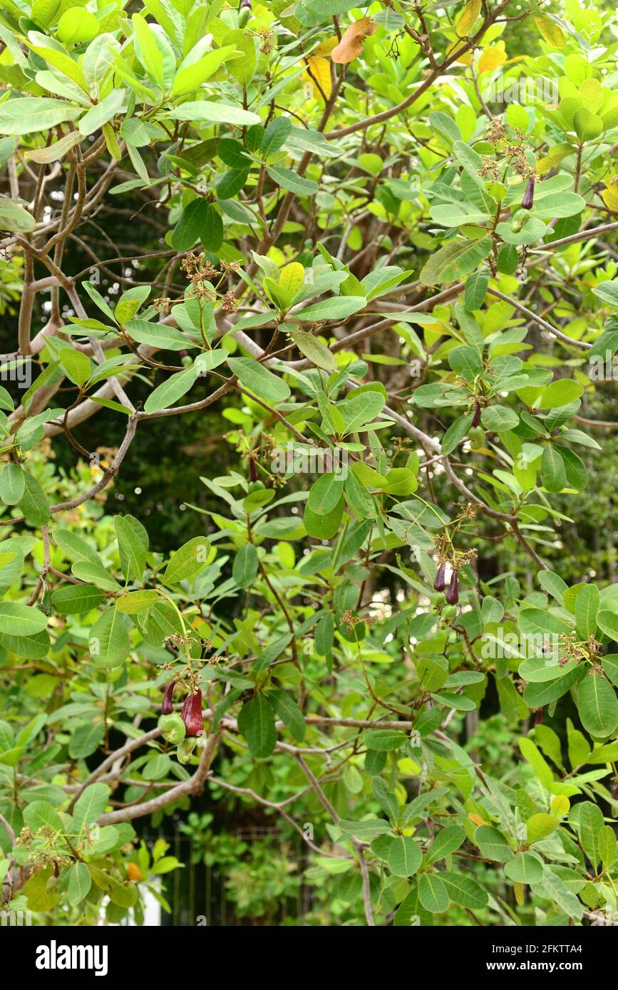 Cashew tree hi-res stock photography and images - Alamy