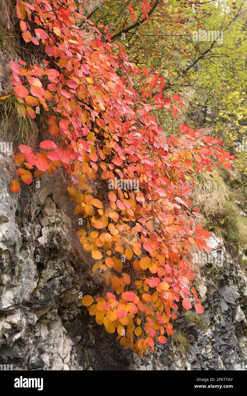 Cotinus coggygria autumn hi-res stock photography and images - Alamy