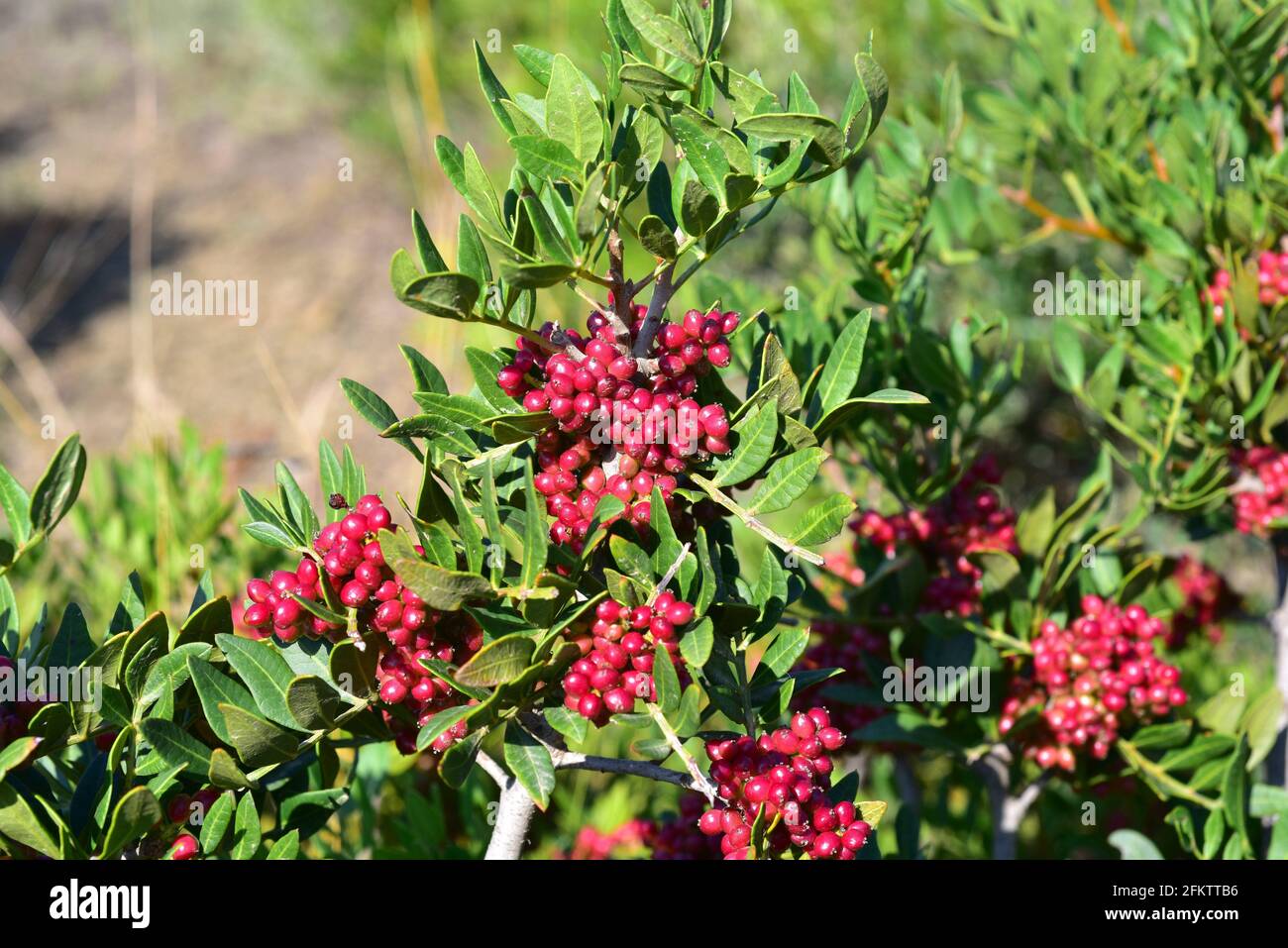 Mastic Pistacia Lentiscus High Resolution Stock Photography and Images ...
