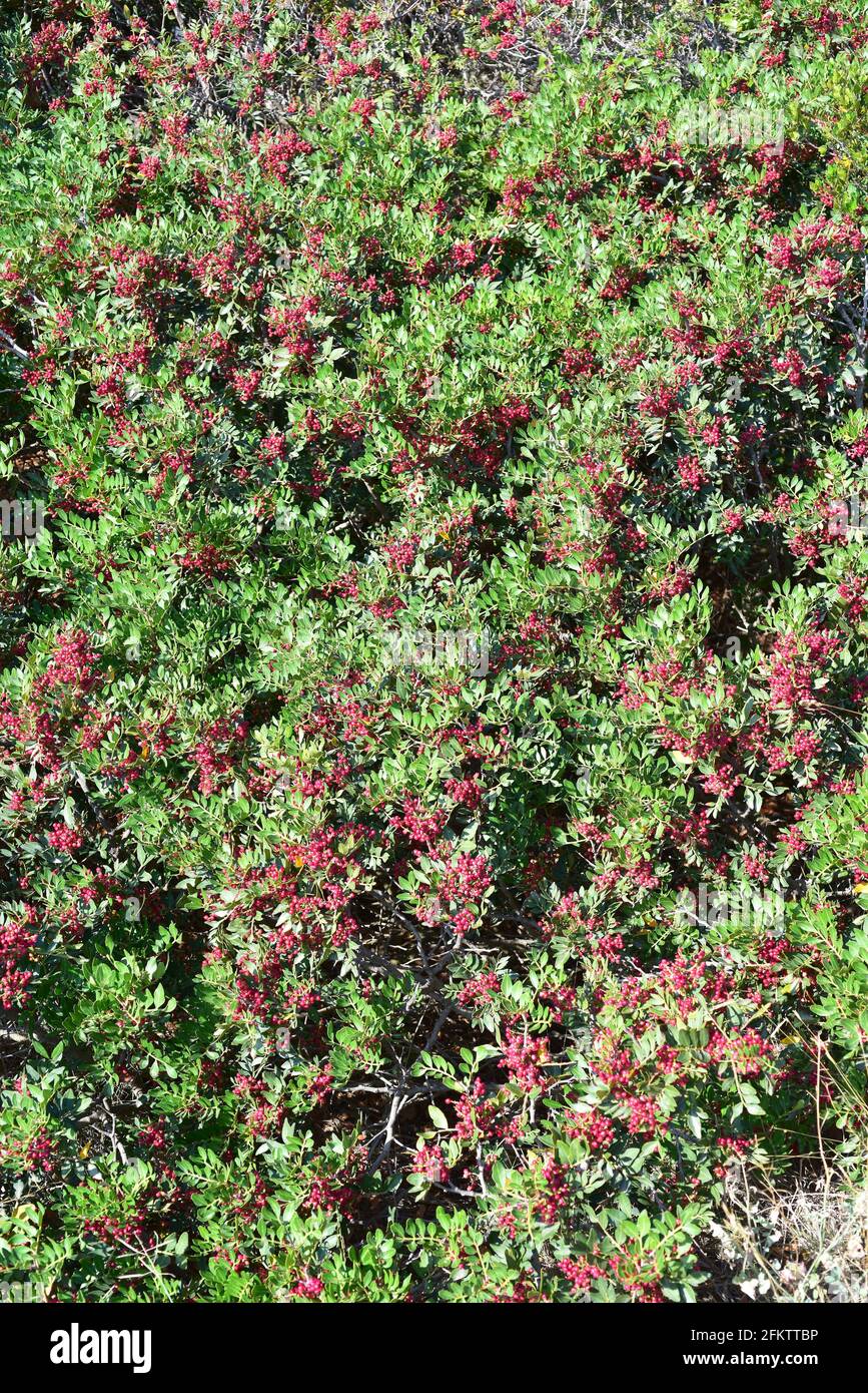 Mastic pistacia lentiscus hi-res stock photography and images - Alamy