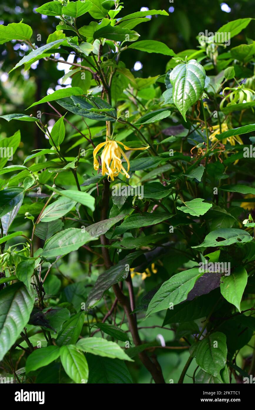 Perfume tree hi-res stock photography and images - Alamy