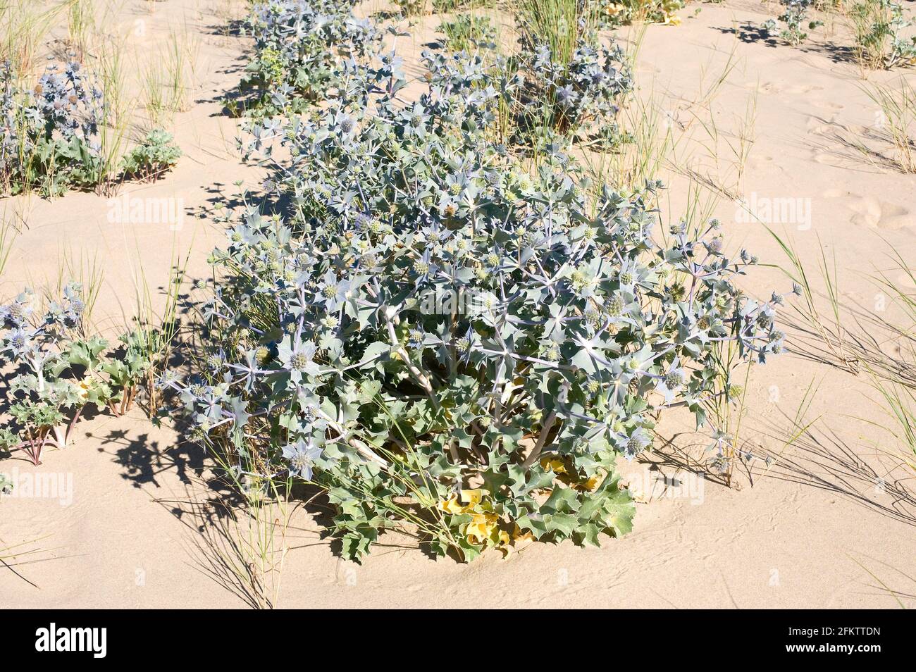 Eryngium Sea Holly High Resolution Stock Photography and Images - Alamy