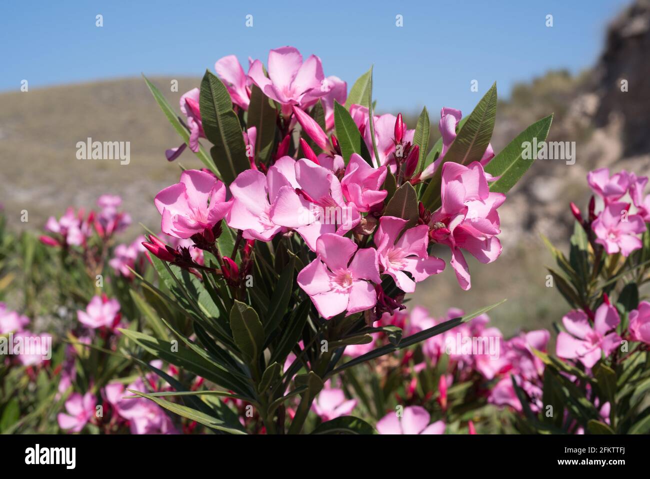 Oleander tree hi-res stock photography and images - Alamy