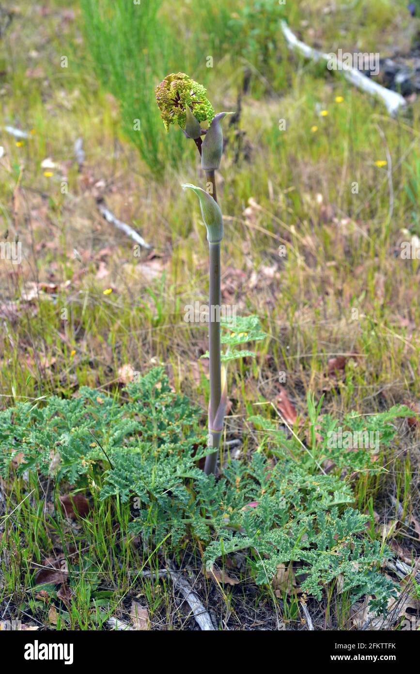 Thapsia hi-res stock photography and images - Alamy