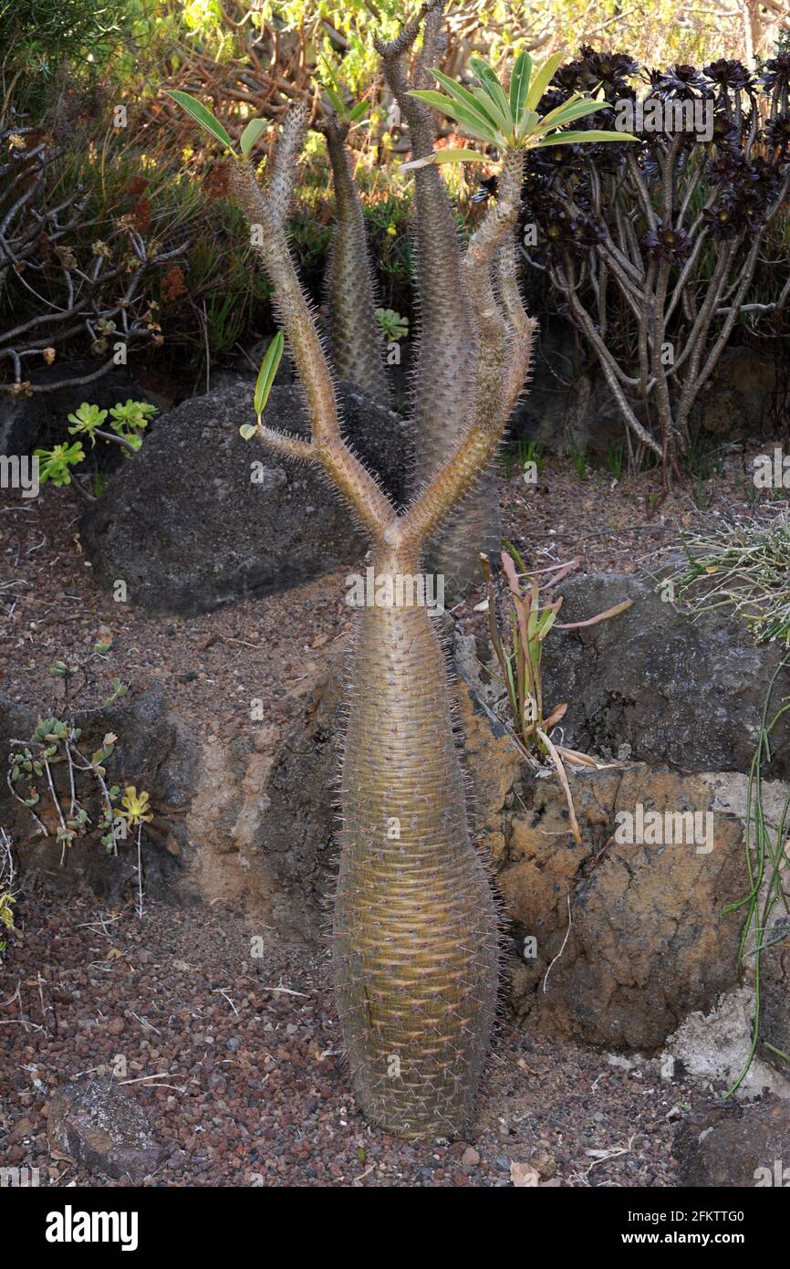 Pachypodium tree hi-res stock photography and images - Alamy