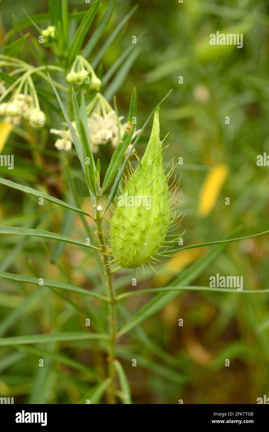 Milkweed fruit hi-res stock photography and images - Alamy