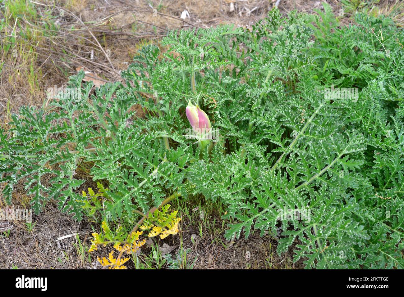 Deadly poisonous plant hi-res stock photography and images - Alamy