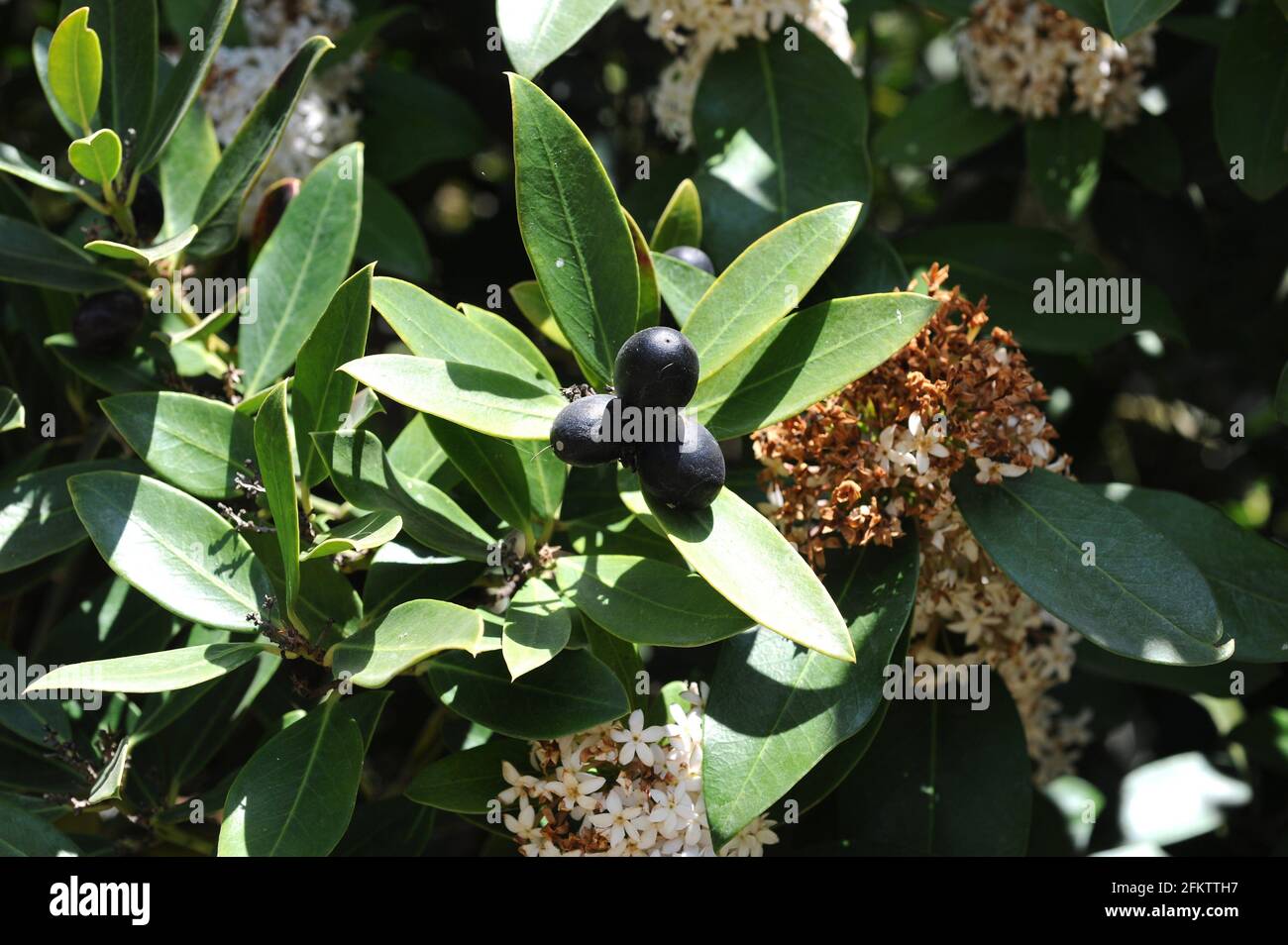 Acokanthera Acokanthera Spectabilis High Resolution Stock Photography ...