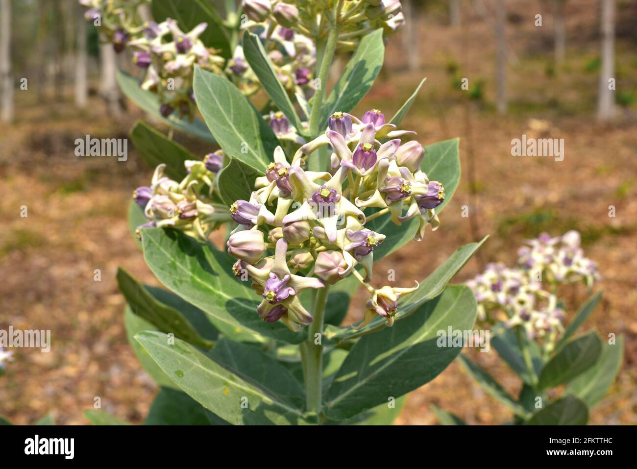 Calotropis native hi-res stock photography and images - Alamy