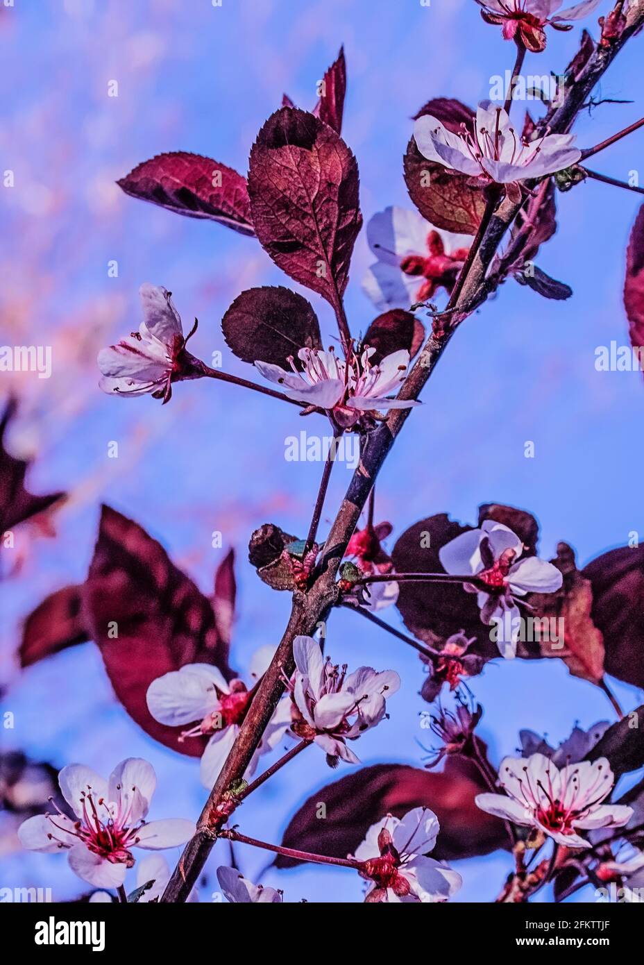Japanese maple blossom hi-res stock photography and images - Alamy
