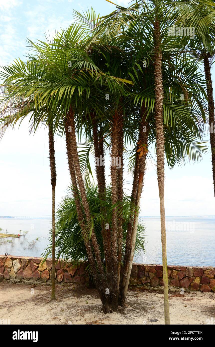 Arecaceae brazil hi-res stock photography and images - Alamy