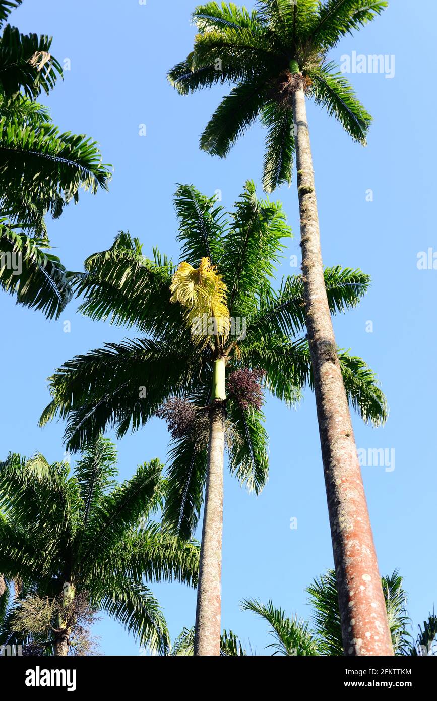 Botany arecaceae royal hi-res stock photography and images - Alamy