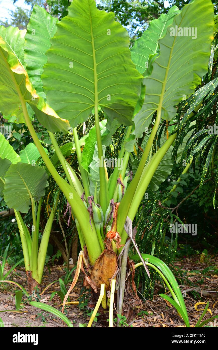 Corm Plant High Resolution Stock Photography and Images - Alamy