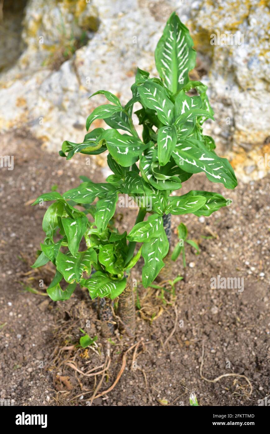 Dragon herb hi-res stock photography and images - Alamy