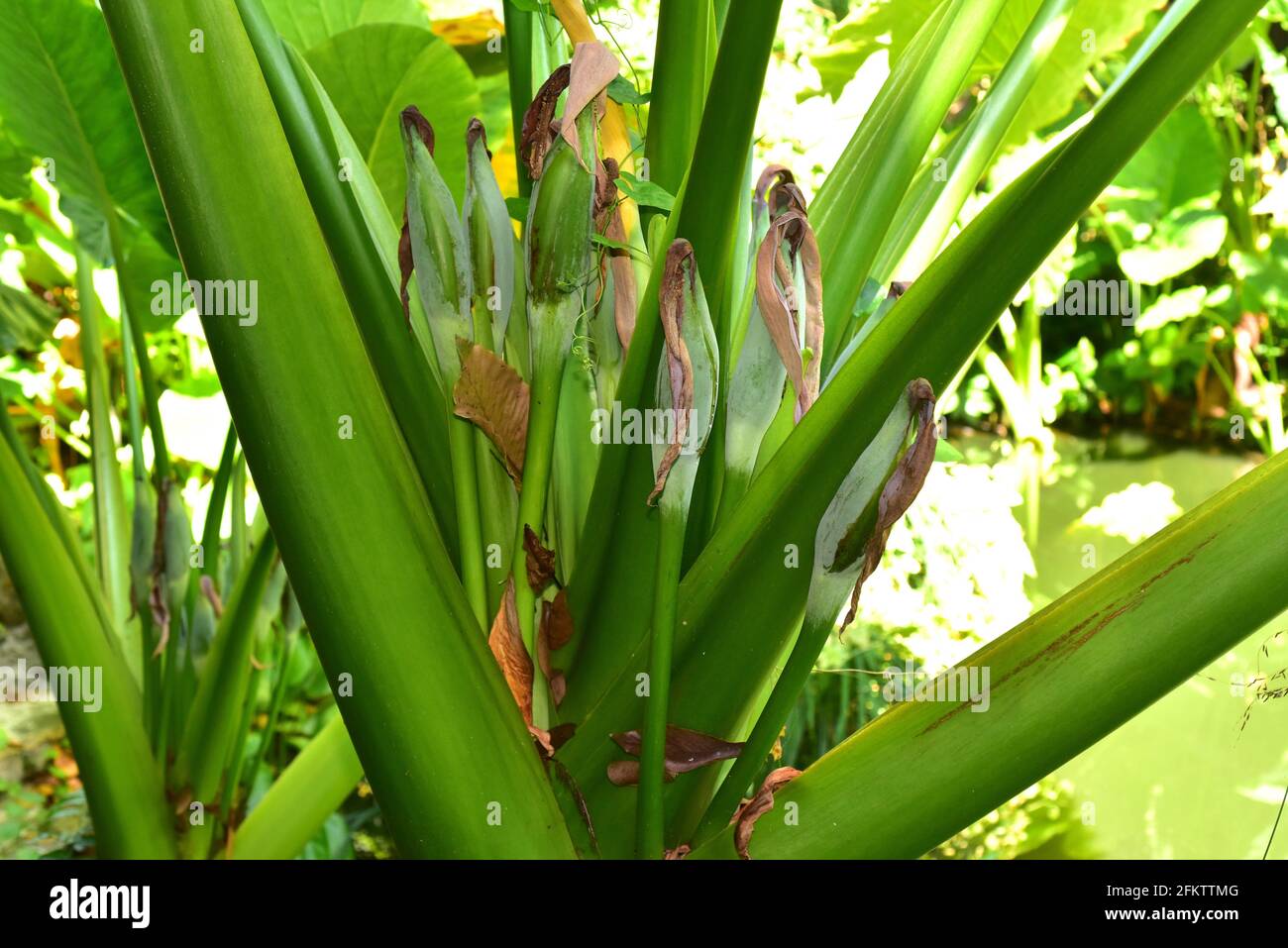 Corm Plant
