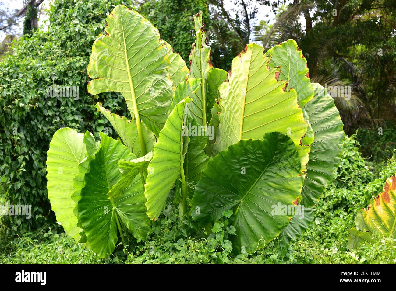 Taro leaf colocasia esculenta hi-res stock photography and images - Alamy