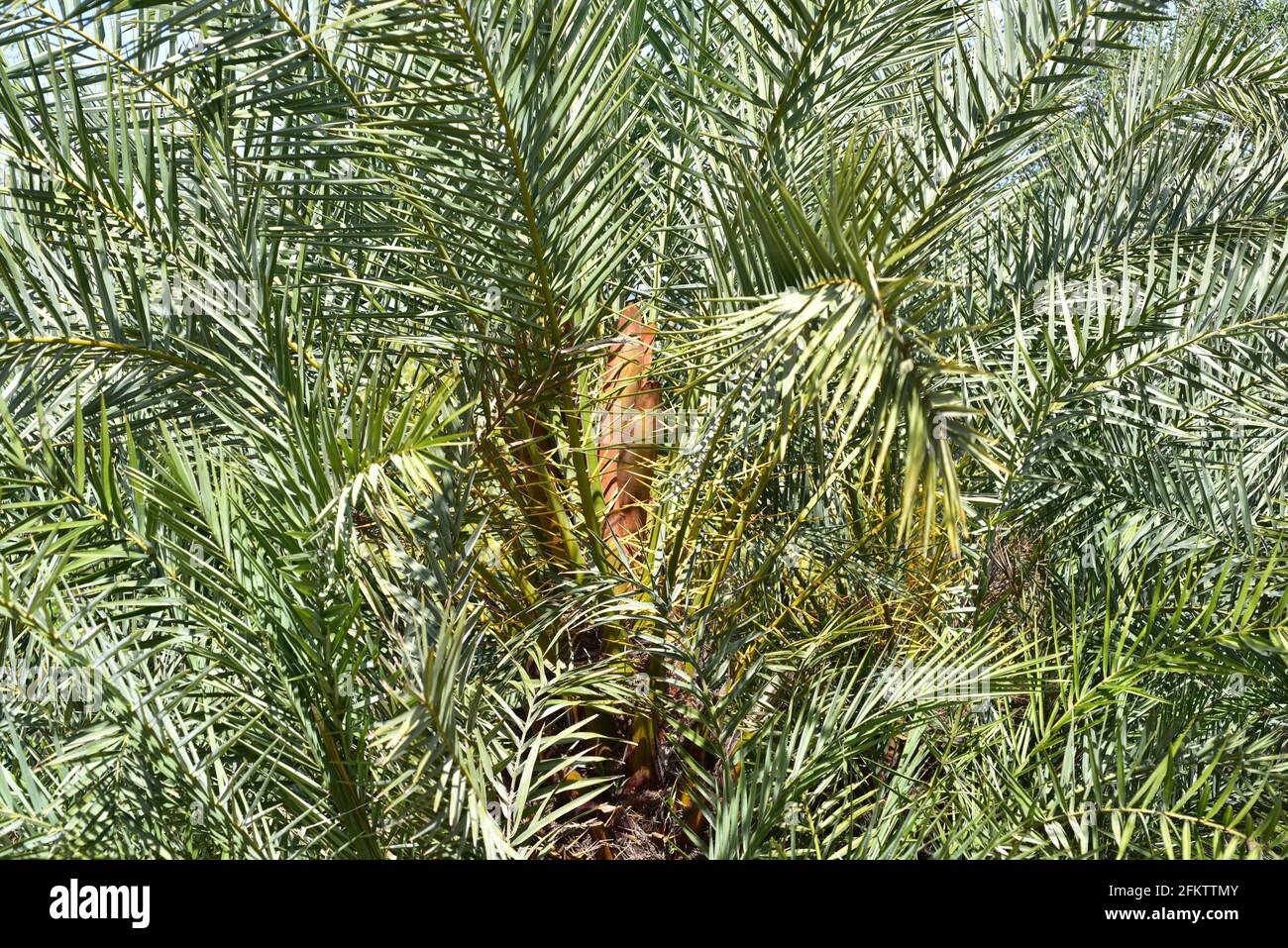 Phoenix humilis hi-res stock photography and images - Alamy